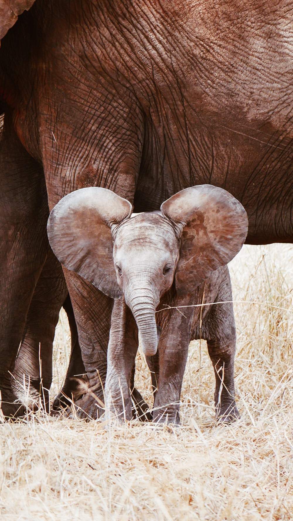 “To secure a future for Elephants, other wildlife and their natural ...