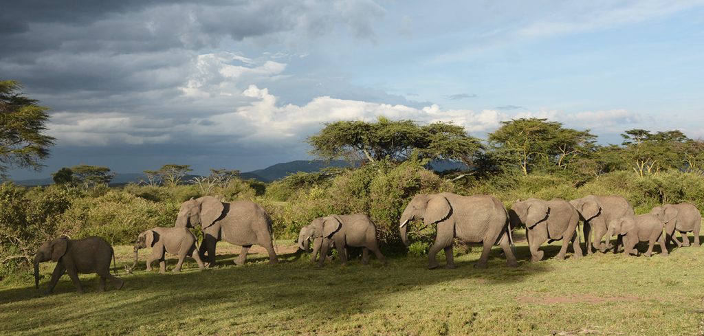 Elephant Aware – PROTECTING AFRICA'S MOST THREATENED SPECIES